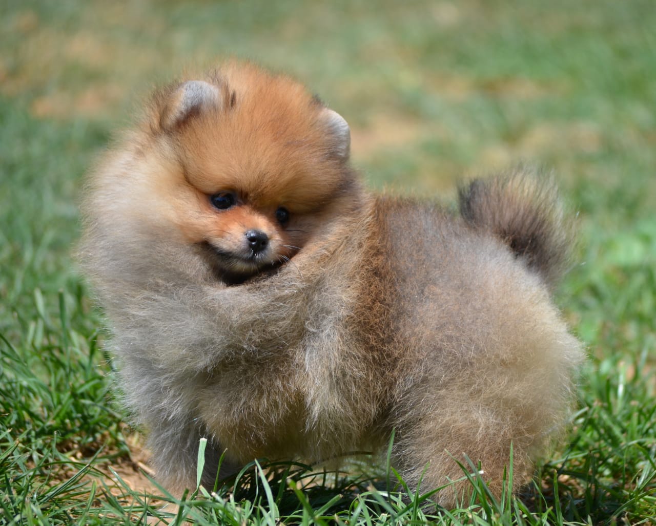 Pomeranian Residence | baby pomeriaan, echte pomeriaan, pomeriaan wit ...