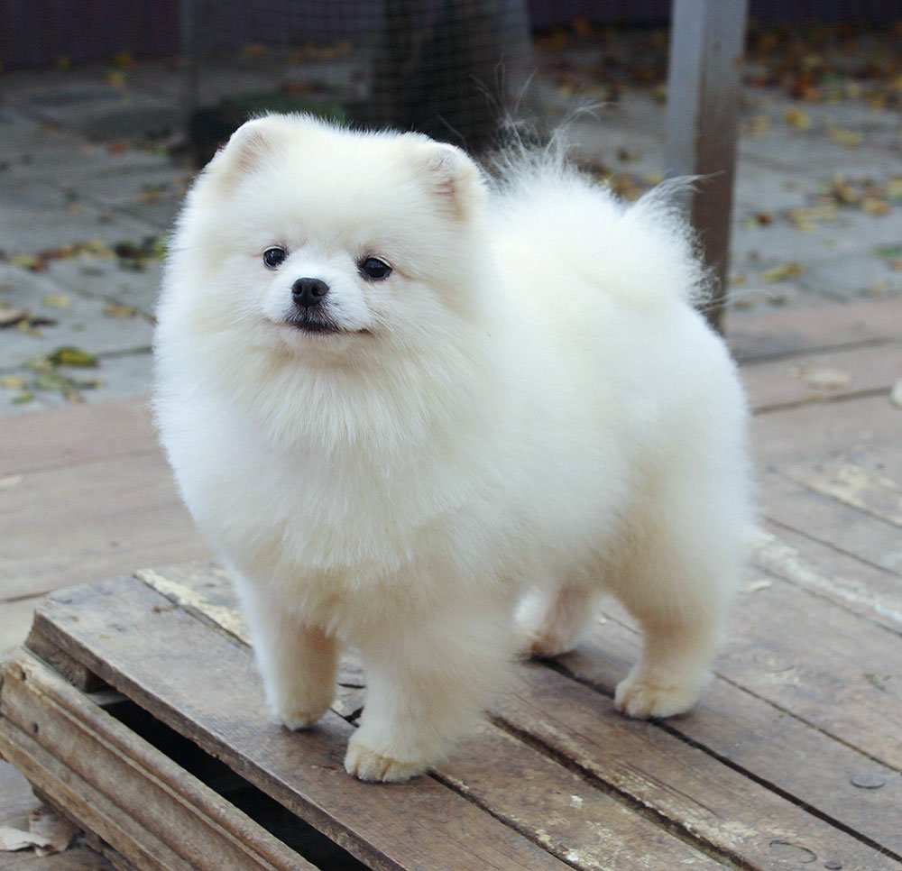 Pomeranian Residence | baby pomeriaan, echte pomeriaan, pomeriaan wit ...
