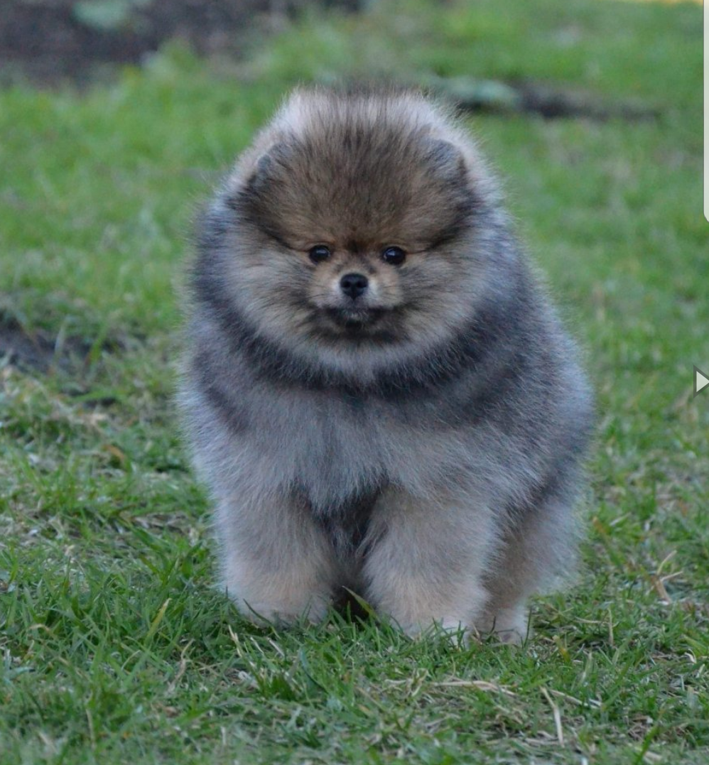 Pomeranian Residence | baby pomeriaan, echte pomeriaan, pomeriaan wit ...