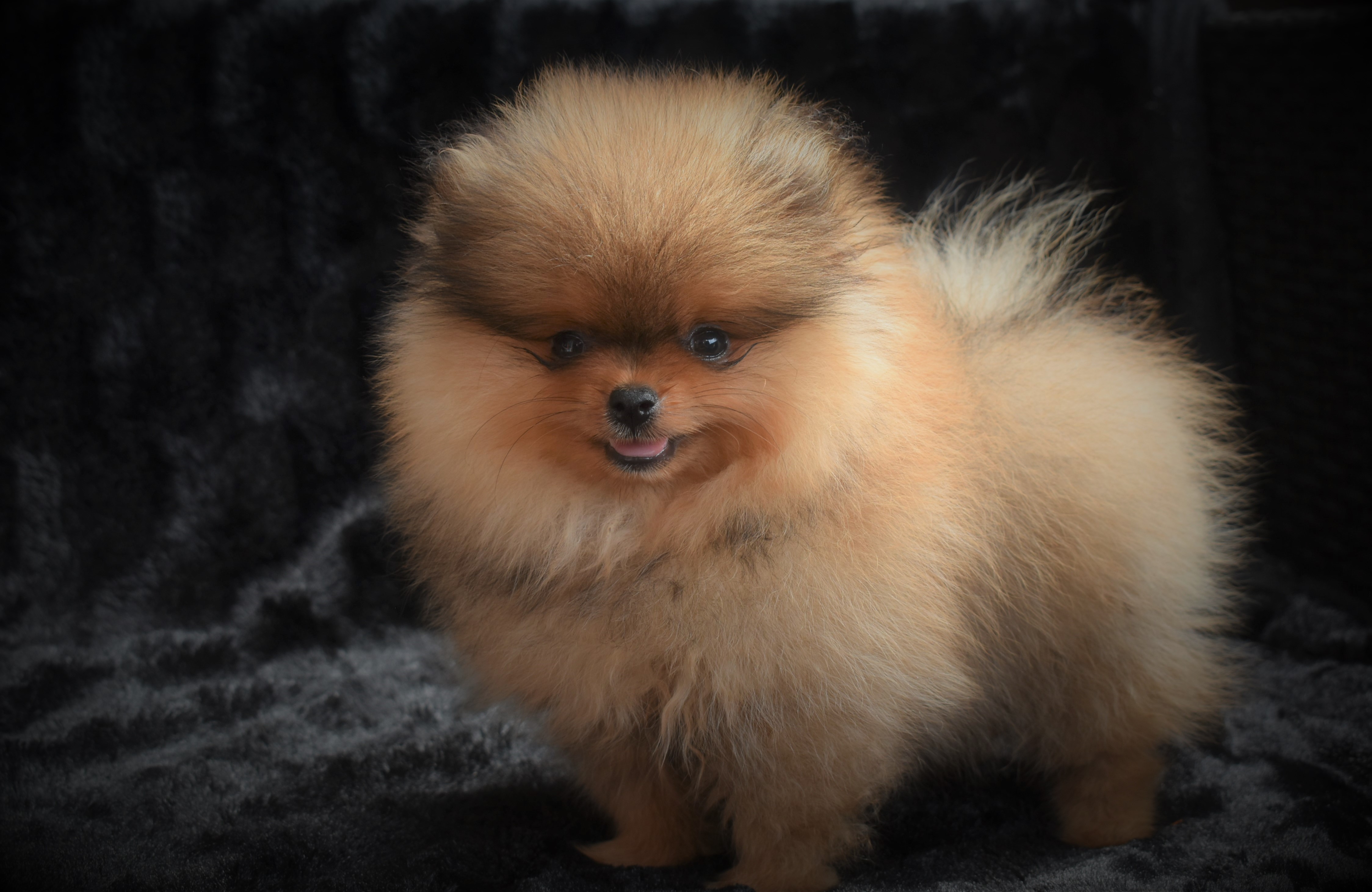 Pomeranian Residence: Elite Pomeranian Breeder | Elite Pomeranian ...