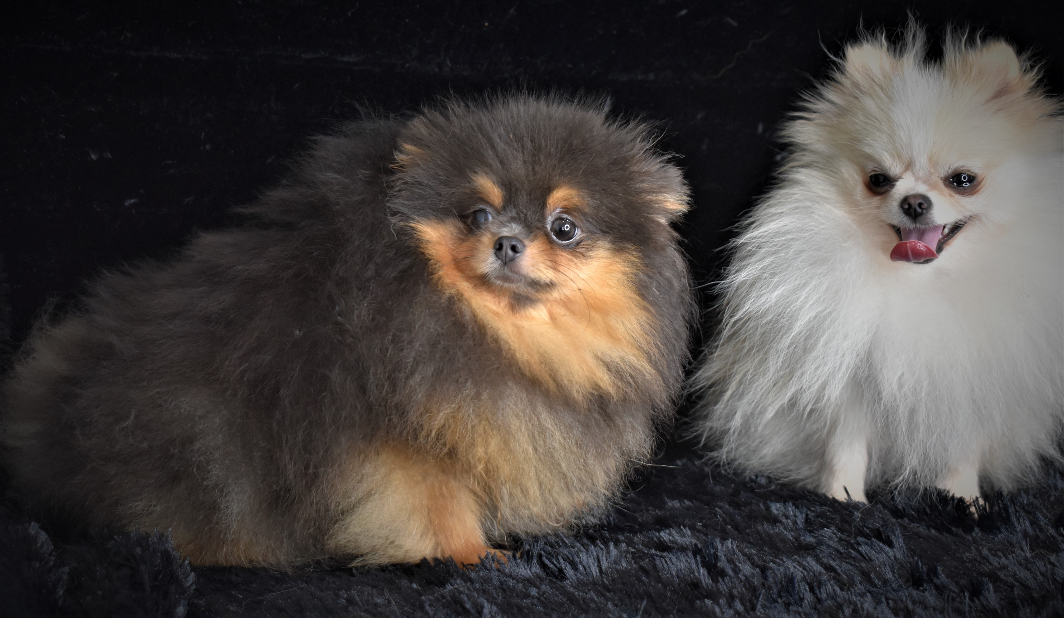 Pomeranian Residence | Wilt u een rasechte pomeriaan kopen, dwergkeesje ...