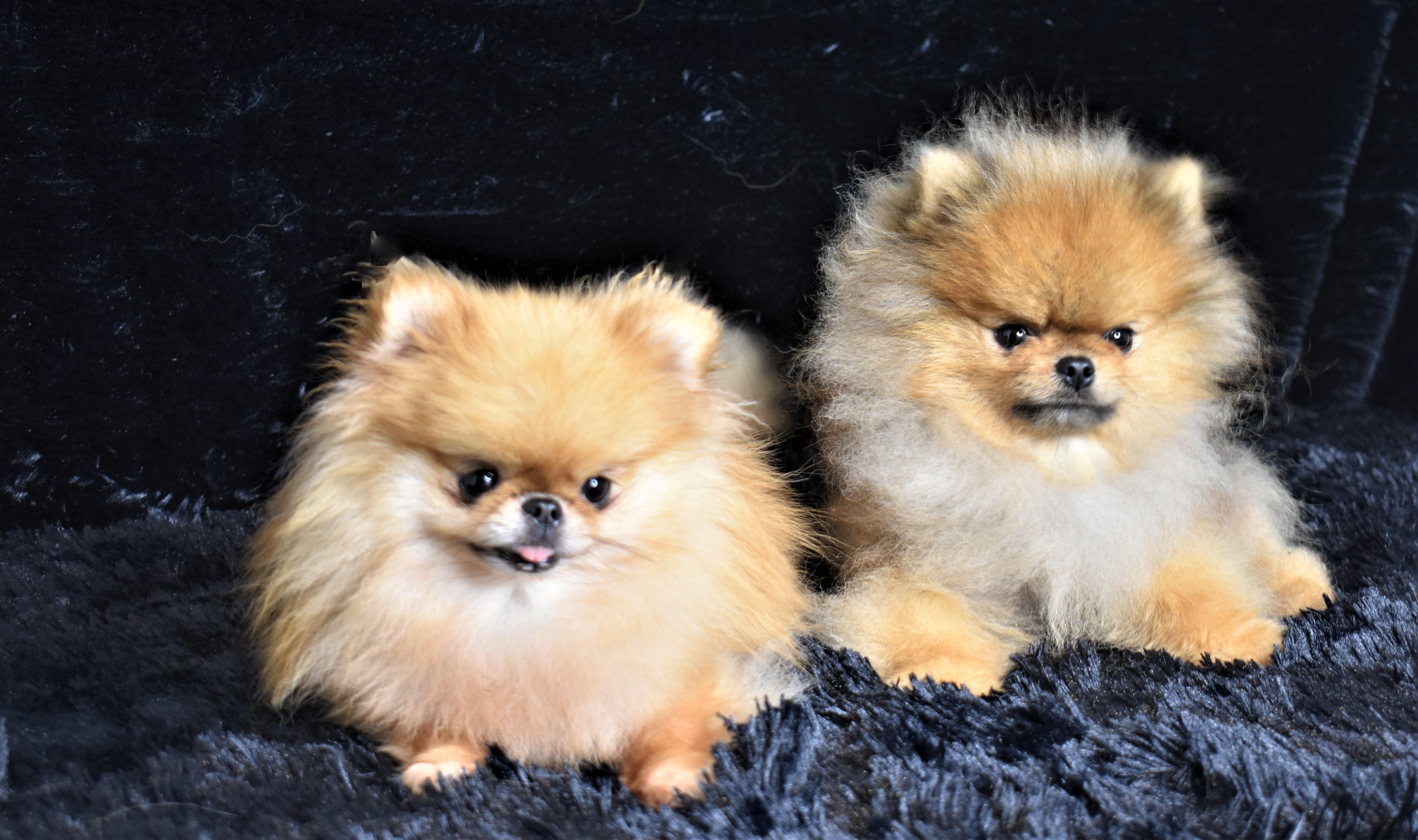 Pomeranian Residence | Wilt u een rasechte pomeriaan kopen, dwergkeesje ...